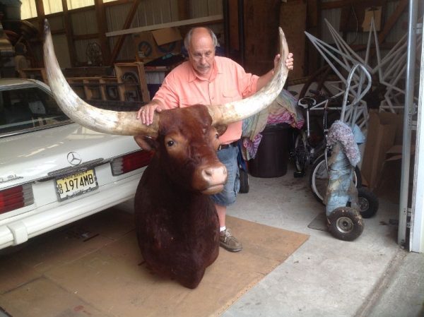 Vintage Watusi Taxidermy Shoulder Mount. « Obnoxious Antiques