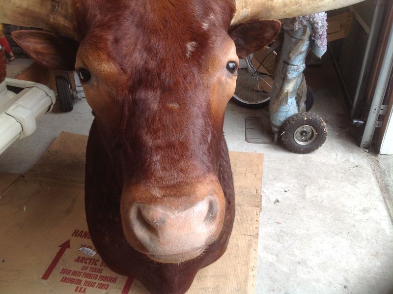 Vintage Watusi Taxidermy Shoulder Mount. « Obnoxious Antiques