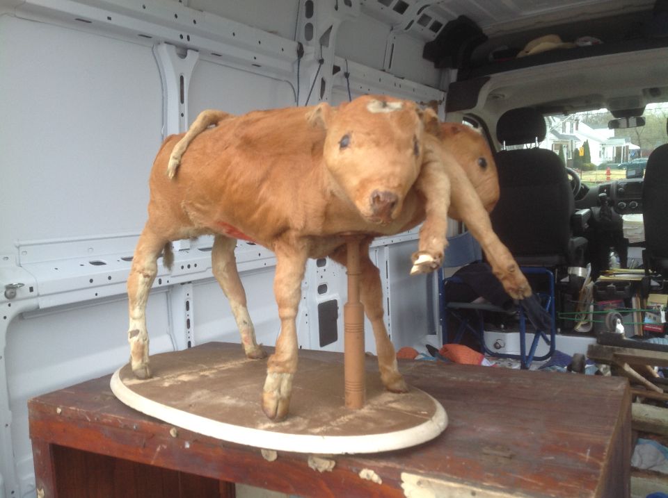 Antique Circus/Carnival Sideshow Two Headed Taxidermy Calf « Obnoxious ...
