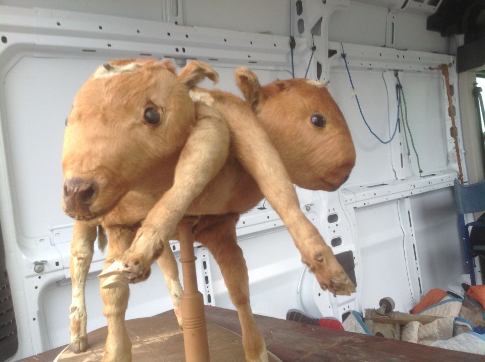 Antique Circus/Carnival Sideshow Two Headed Taxidermy Calf « Obnoxious ...
