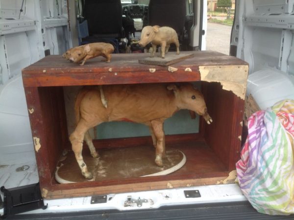 Antique Circus/Carnival Sideshow Two Headed Taxidermy Calf « Obnoxious ...