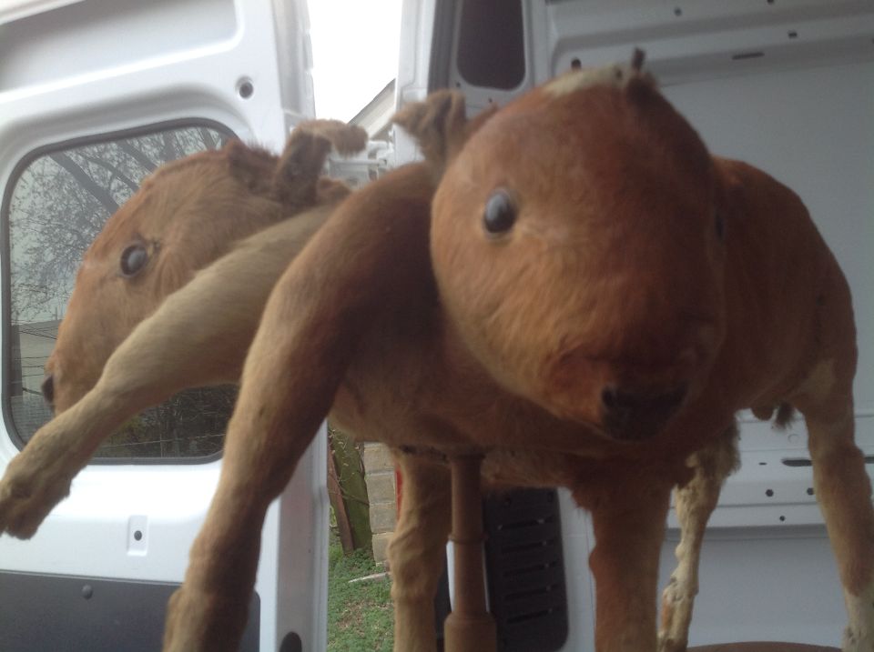 Antique Circus/Carnival Sideshow Two Headed Taxidermy Calf « Obnoxious ...