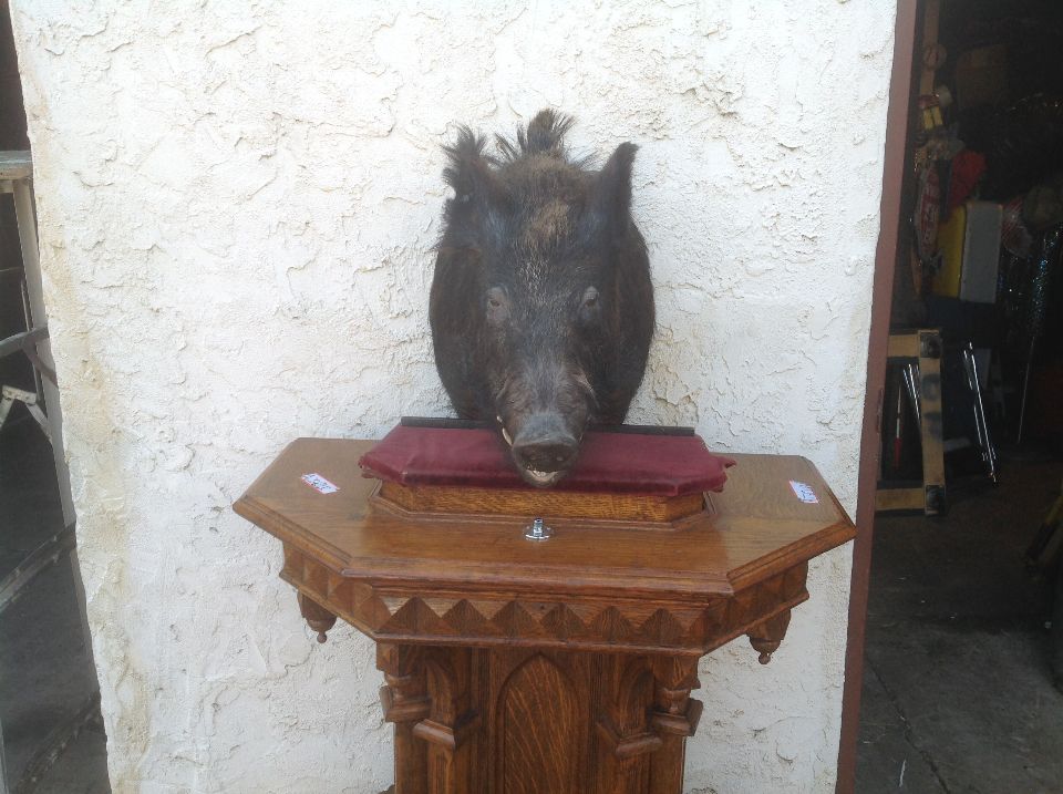 Vintage Taxidermy Wild Boar Head Mount « Obnoxious Antiques