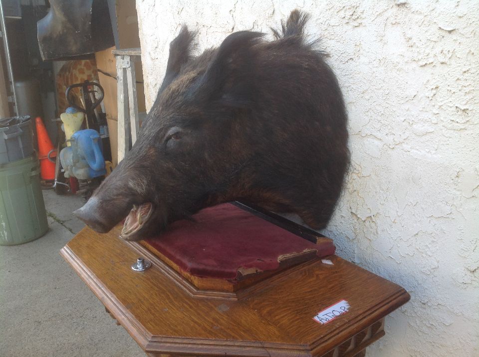 Vintage Taxidermy Wild Boar Head Mount « Obnoxious Antiques