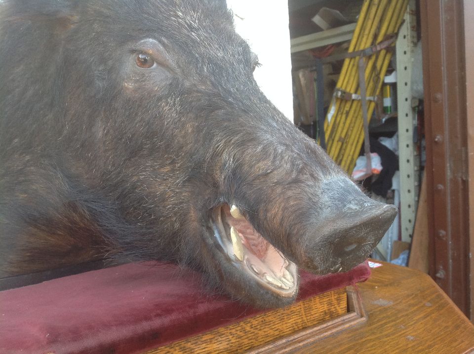 Vintage Taxidermy Wild Boar Head Mount « Obnoxious Antiques