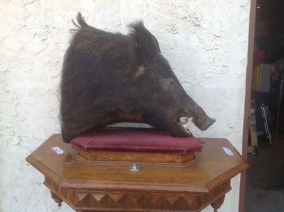 Vintage Taxidermy Wild Boar Head Mount « Obnoxious Antiques